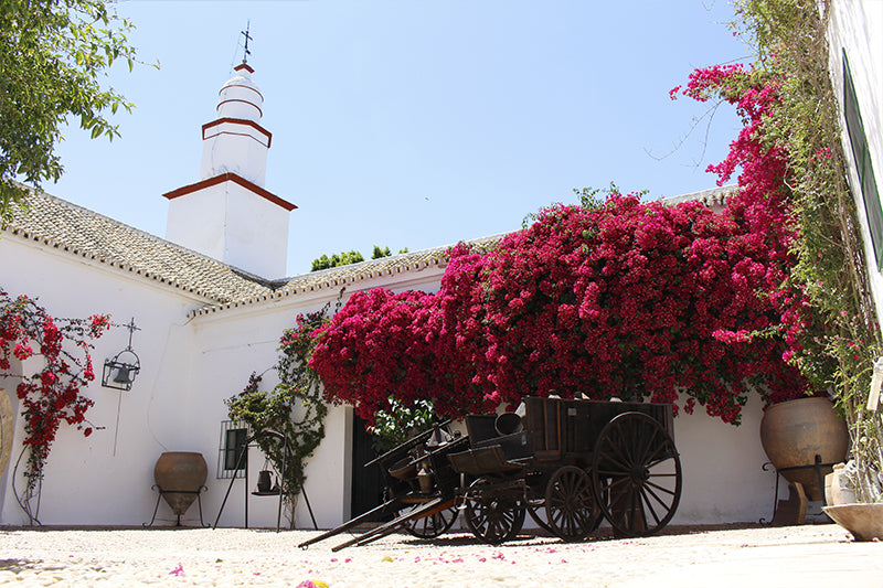 ¿Qué es un lagar y cuál es su función en la producción de AOVE ...